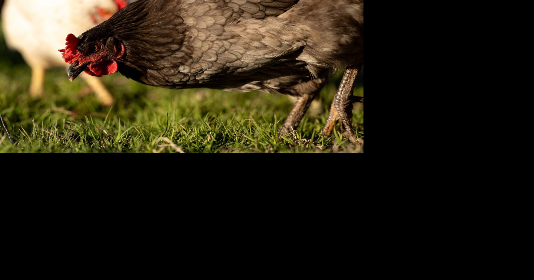 OSU Extension warns poultry owners to know the signs of highly ...