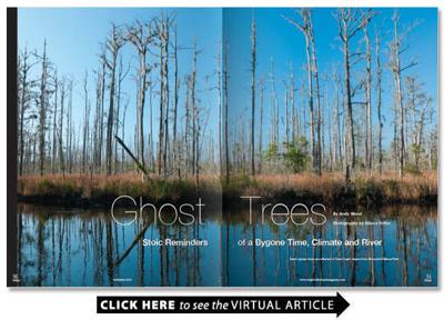 Ghost Trees | Archive | wrightsvillebeachmagazine.com
