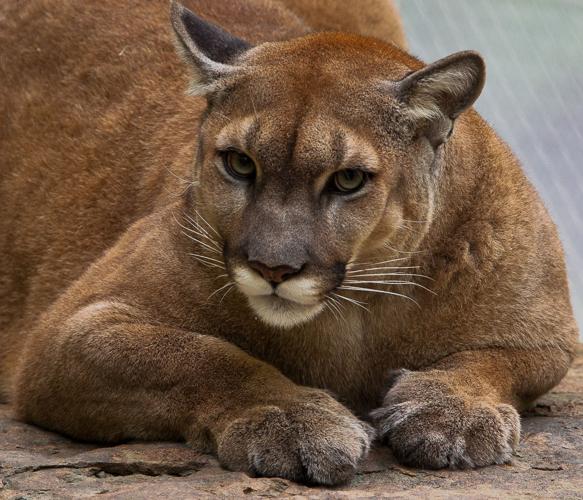 West Virginia Wildlife Center reopens in French Creek | | wvnews.com