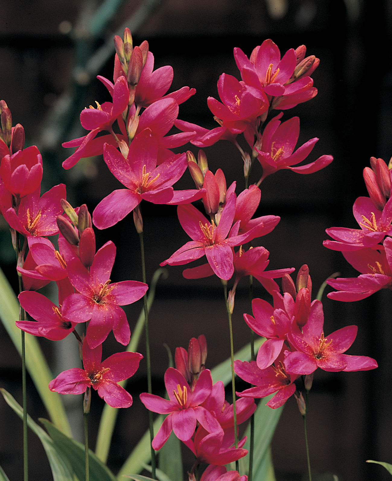 Yardsmart: South African bulbs a perfect fit for dry gardens | | wvnews.com
