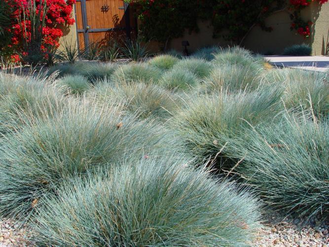 Yardsmart: California grass blues | | wvnews.com