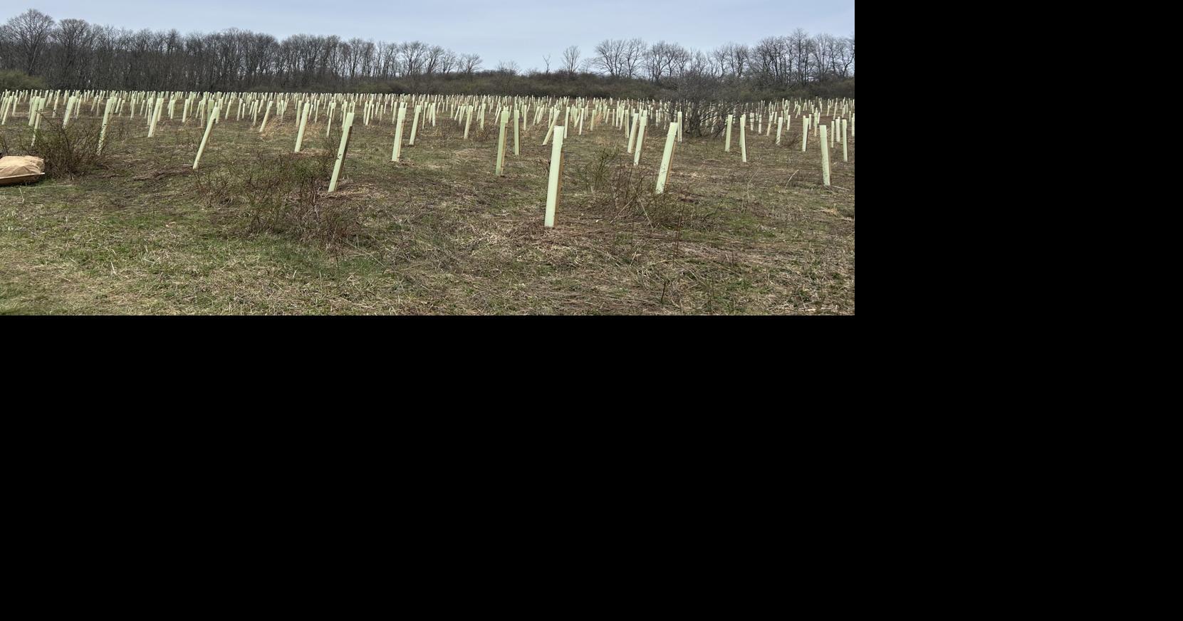 More than 12,000 trees planted at Sang Run Park | Garrett News | wvnews.com