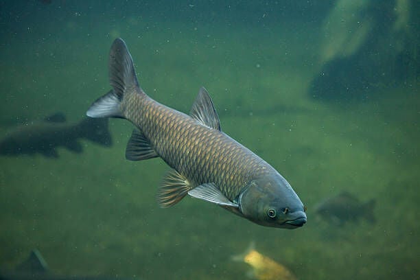 Grass Carp | | wvnews.com