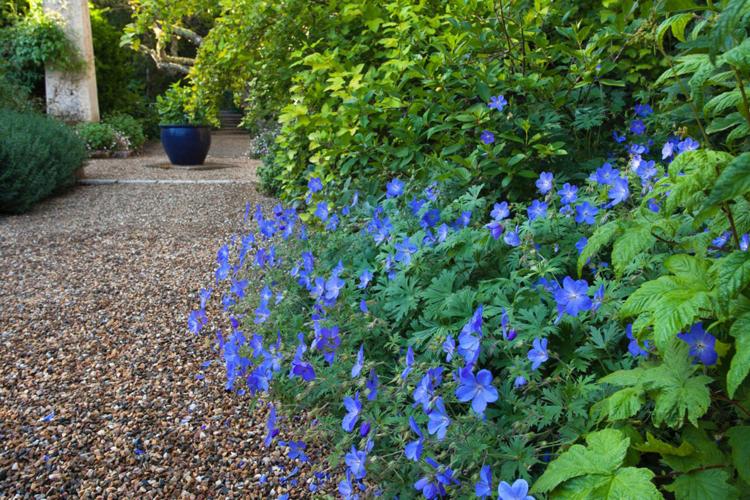 Meet the real geraniums | | wvnews.com