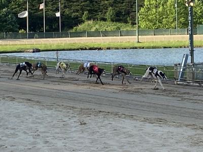 Will new legislative makeup affect West Virginia's greyhound racing ...