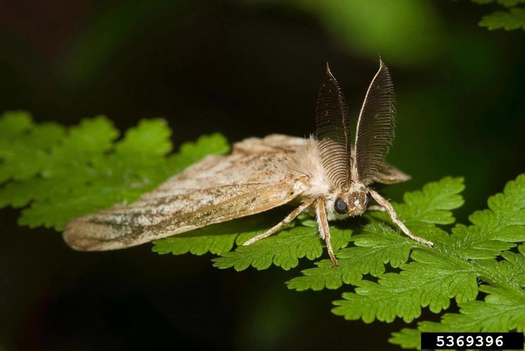 WVDA proposes spongy moth treatments for spring 2025 | WV News | wvnews.com