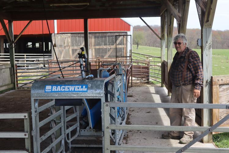 From dairy to mutton: Snowy Creek Dorsets leads with innovation in ...