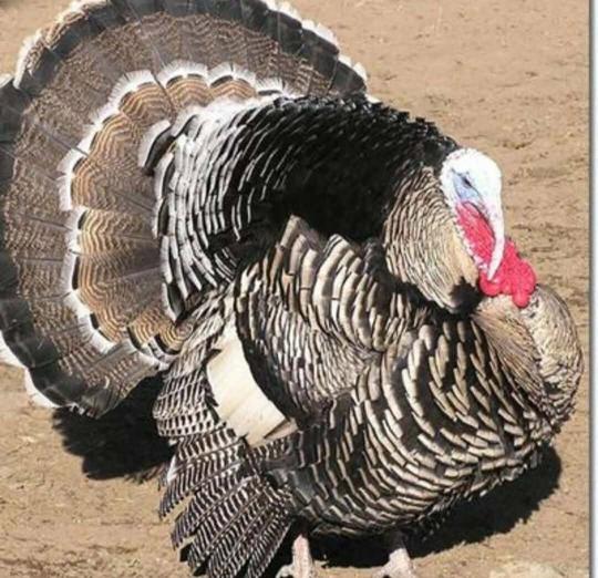 Mason County leads state as West Virginia spring turkey harvest jumps ...