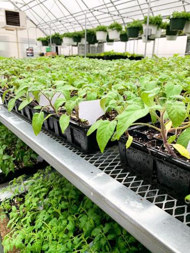 Local high schools to open greenhouses for customers to purchase ...