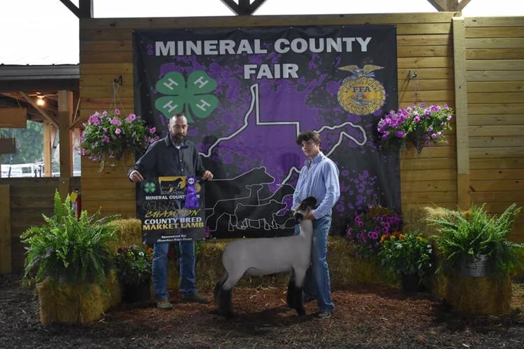 4-H, FFA members earn ribbons for lambs | Mineral County WV News and ...