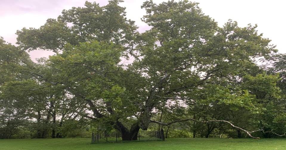 Pringle Tree | | wvnews.com