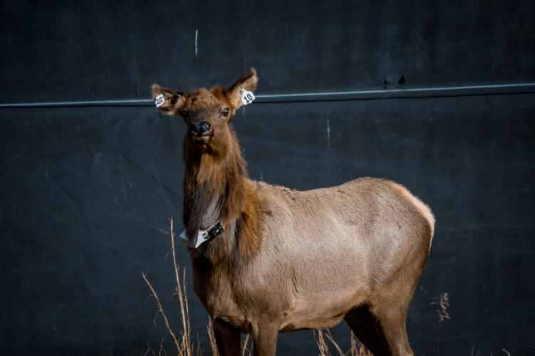 Additional elk released at Wildlife Management Area in Logan County ...