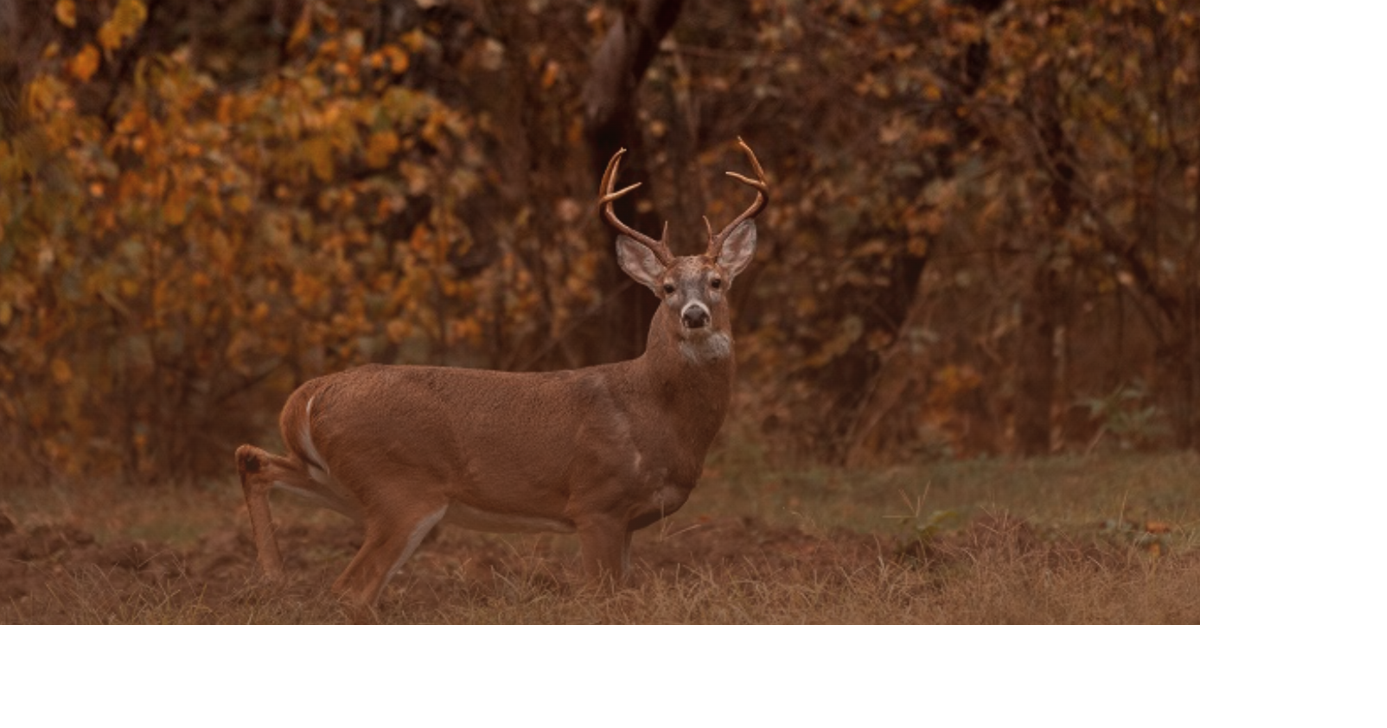 Proper deer care is key to a successful harvest, West Virginia DNR ...
