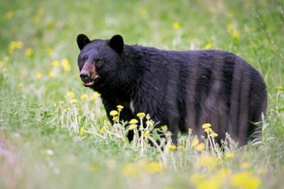 Black Bear Harvests Skyrocket in West Virginia During 2023 Hunting ...