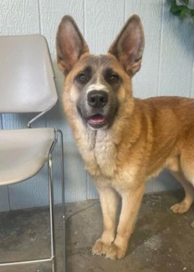 Mason County County Animal Shelter presents Dog of the Week ...