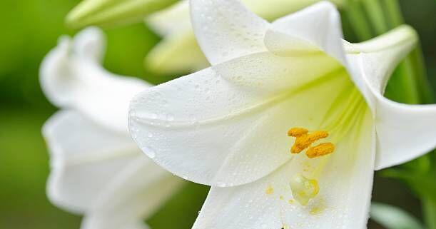 Easter Safety Tips: Protect Your Family and Pets From Common Spring ...