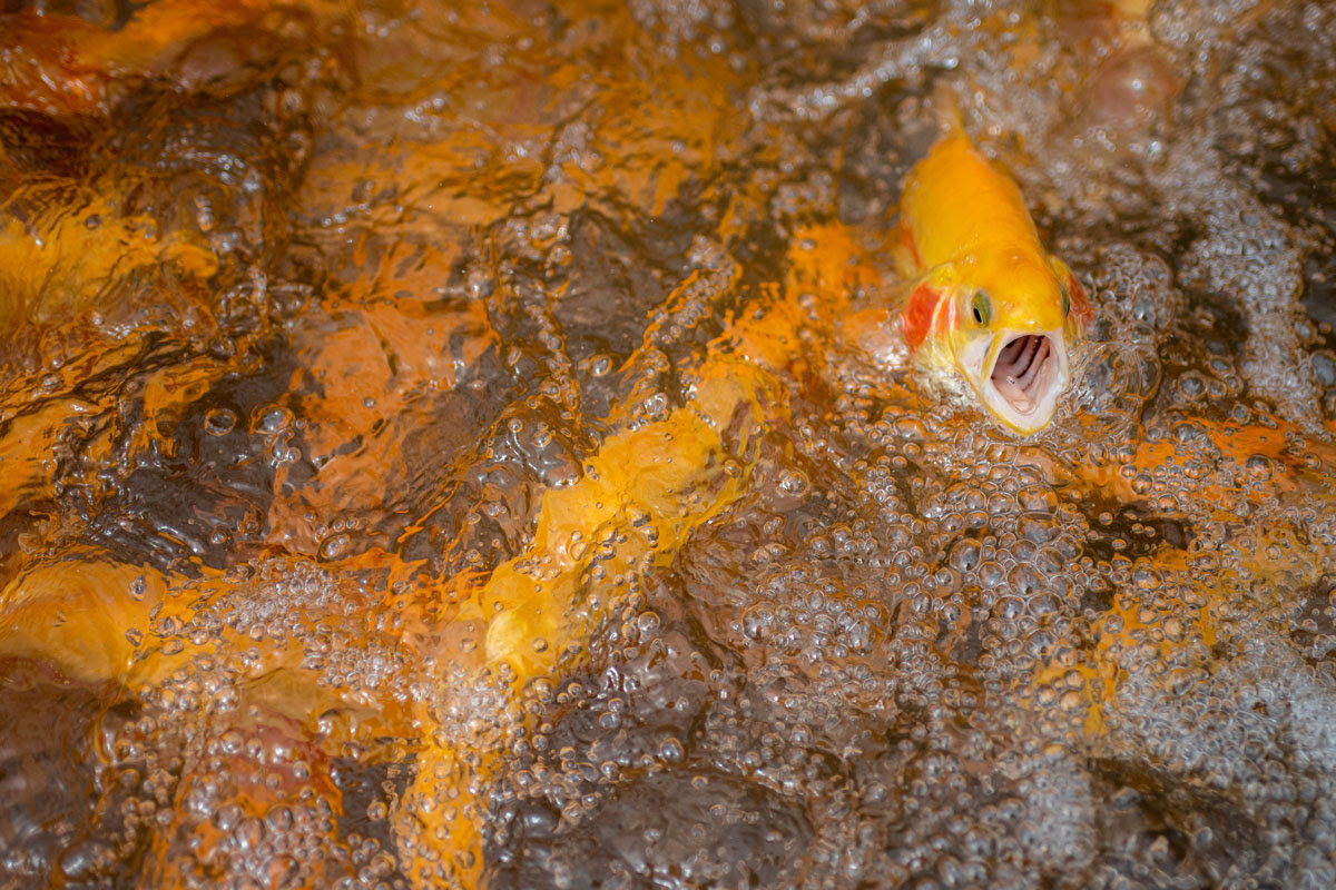 West Virginia Gold Rush Trout Stocking Begins April 1, 2025 | WV News ...