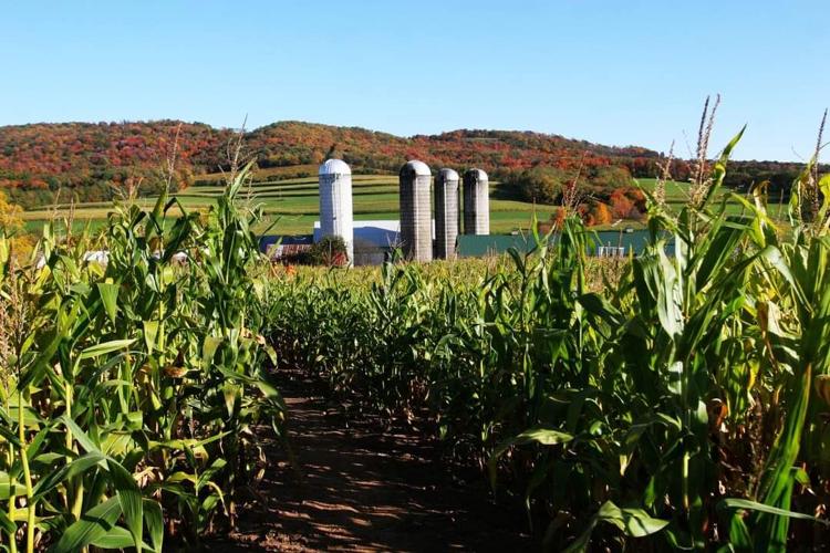 Cove Run Farm Corn Maze to entertain guests in Garrett Co. for 22nd ...