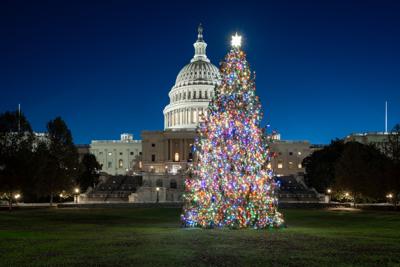 Former U.S. Capitol Christmas Tree Finds New Life | WV News | wvnews.com
