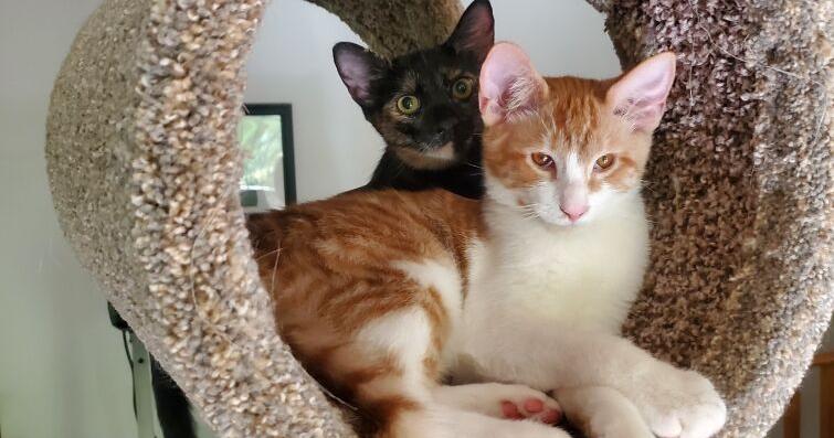 Special needs cats, ready for adoption, need loving homes | Jackson ...