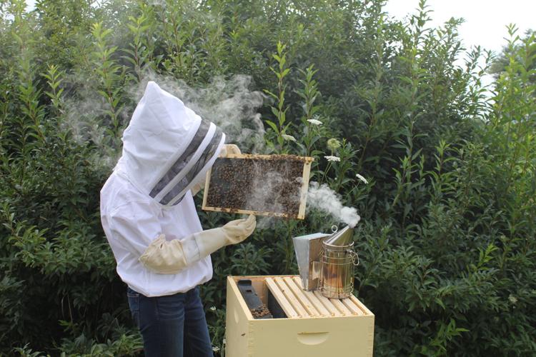 beekeeping preston