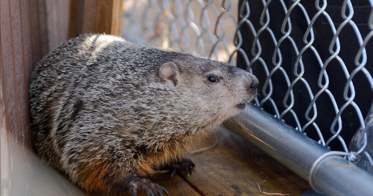 It's time for Groundhog Day again at West Virginia Wildlife Center | WV ...