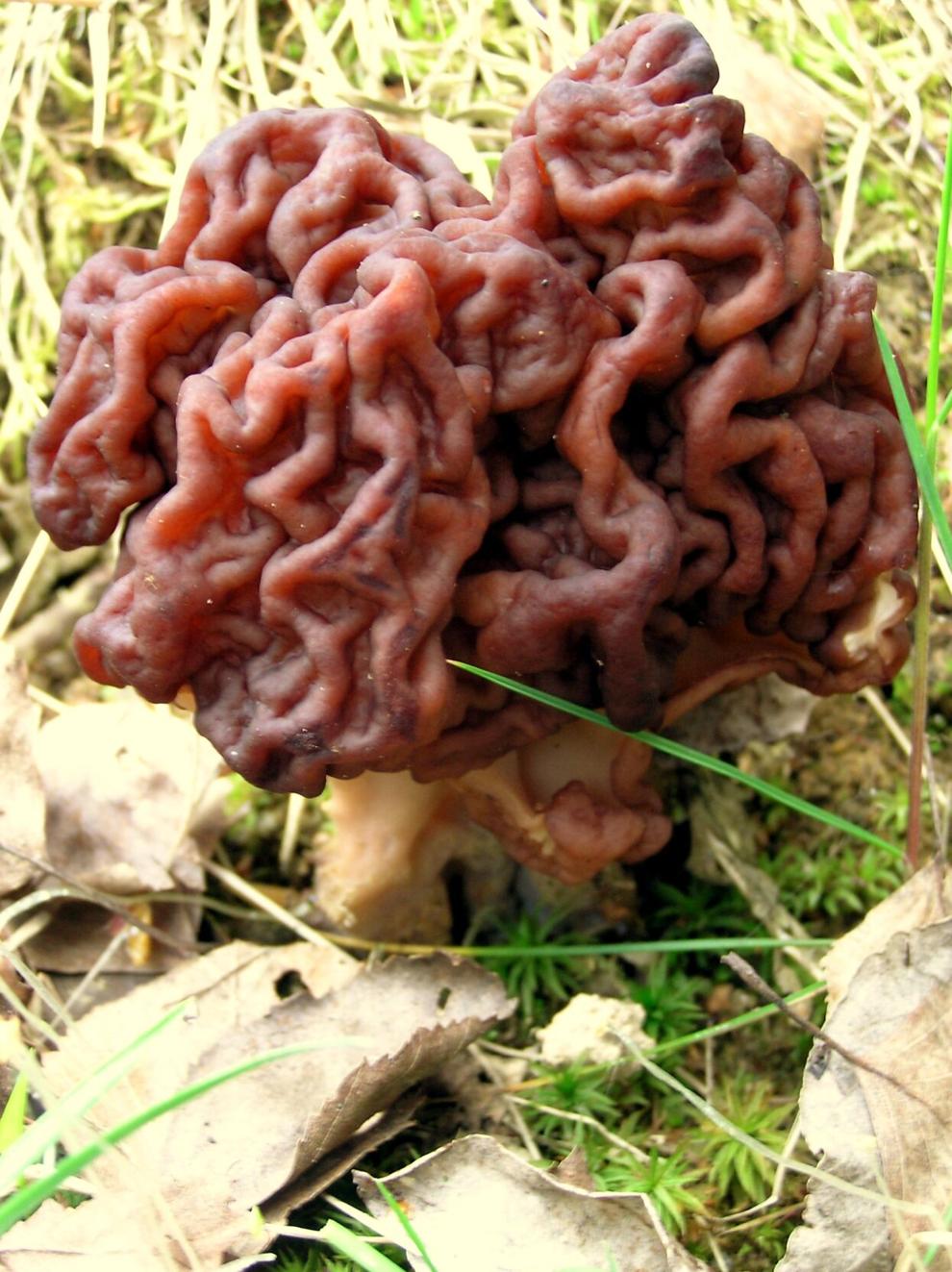 Morel mushroom foraging in West Virginia: where, when and how to hunt ...