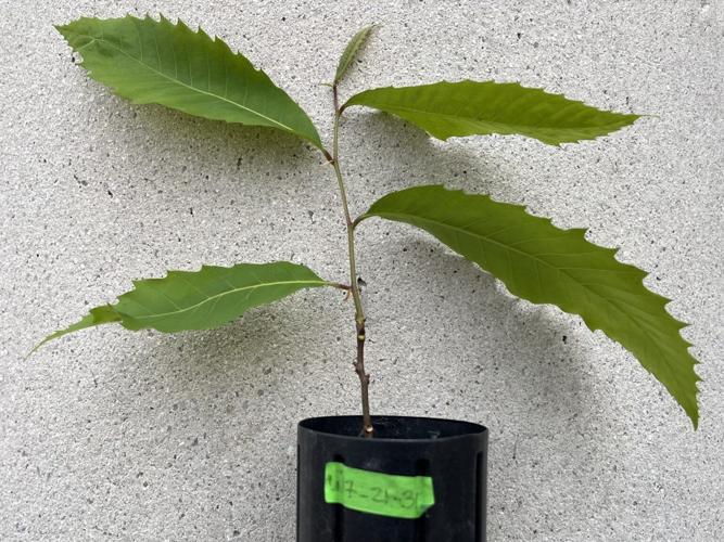 Citizen science project brings pure American chestnuts back to ...