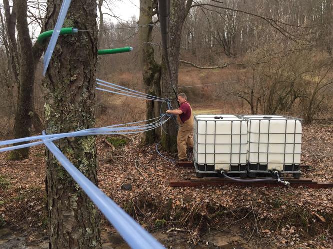 Heasley Homestead Maple in Preston County (West Virginia) prepares for ...