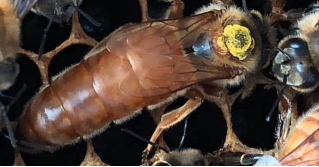 Mon County WV Beekeepers offers bee swarm roundup services | Morgantown ...