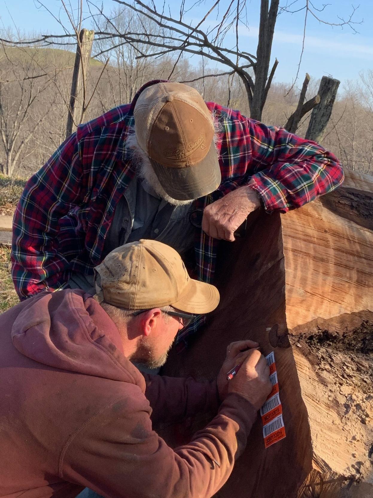 Hunt family harvests historic walnut trees after decades of care ...