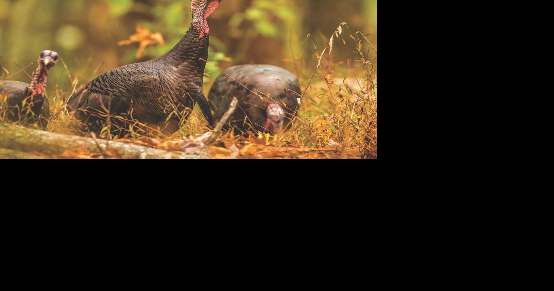 West Virginia hunters harvest nearly 700 turkeys during 2021 season ...