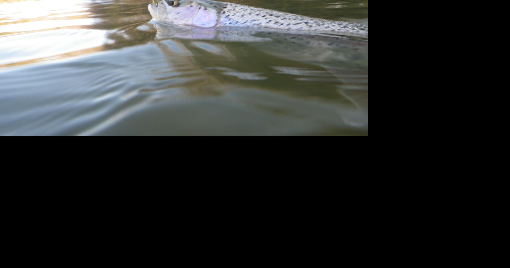 West Virginia DNR stocks 84 waters during week of March 20 | WV News ...