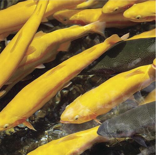West Virginia Gold Rush returns, Tygart Tailwaters to be stocked during ...
