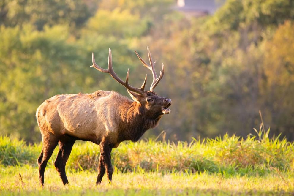 Elk population in West Virginia grows and plans for further growth | WV ...