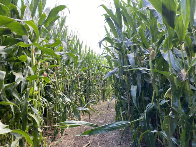 A haunting at the 'Edge of Town Farm Market' | Harrison News | wvnews.com