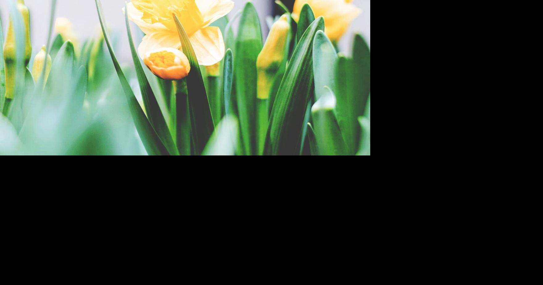 West Virginia Rep. Riley Moore supports effort to create new federal ...