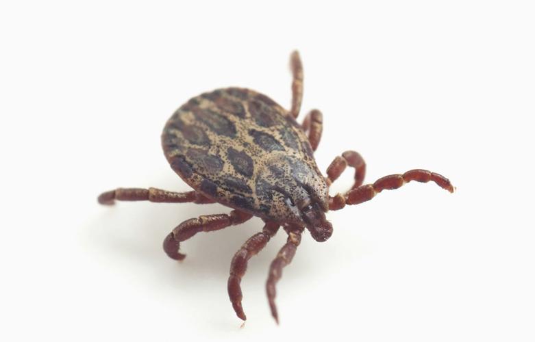 Expert offers advice to avoid ticks, associated diseases during summer ...
