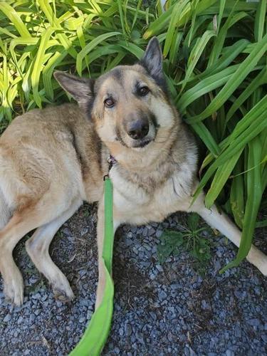 Lewis County (West Virginia) Pool goes to the dogs Aug. 28 | Weston ...