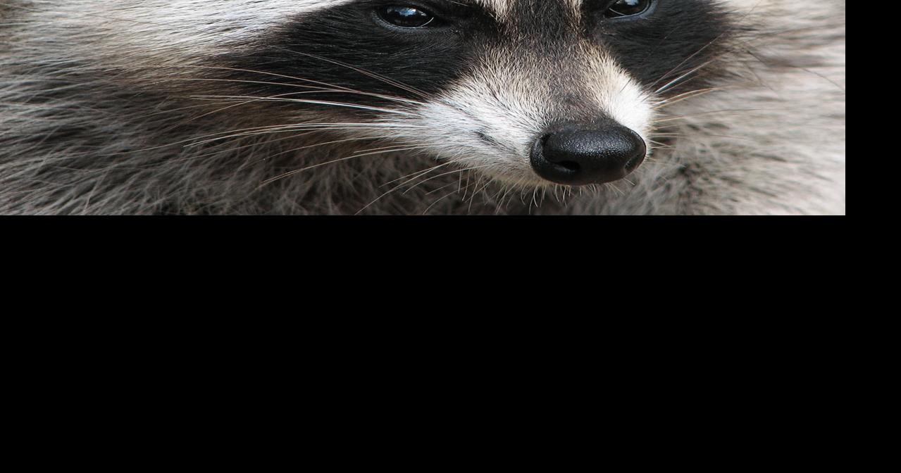 First case of rabies confirmed in county for 2025 | Garrett News ...