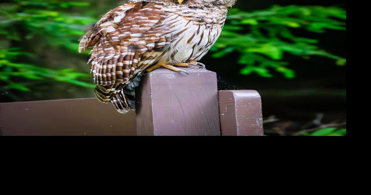 A wise Deep Creek Lake resident | Garrett News | wvnews.com