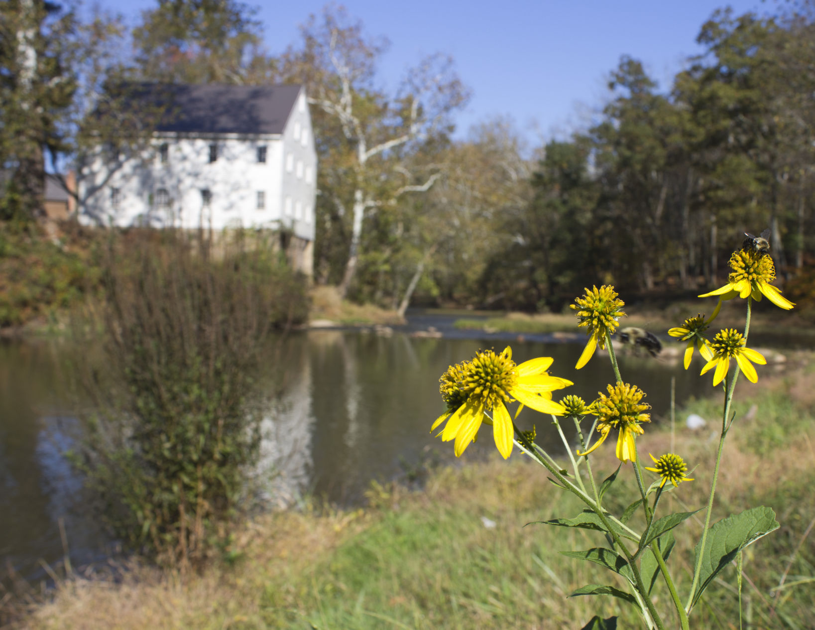 From Homestead to Haven: the Rich History of Jackson's Mill Campground ...