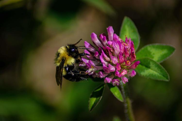 Pollen, smoke, and other allergens lessen local air quality | Harrison ...
