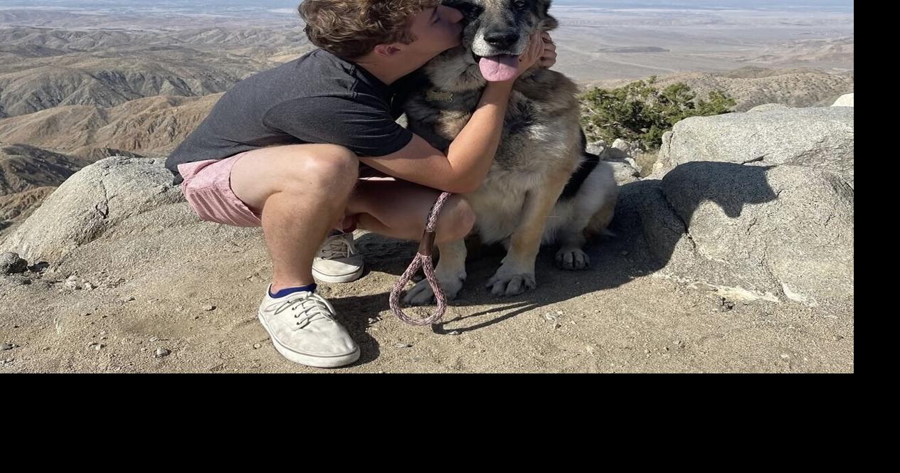 Dog-lover finds his calling: WeRateDogs has millions of loyal followers ...