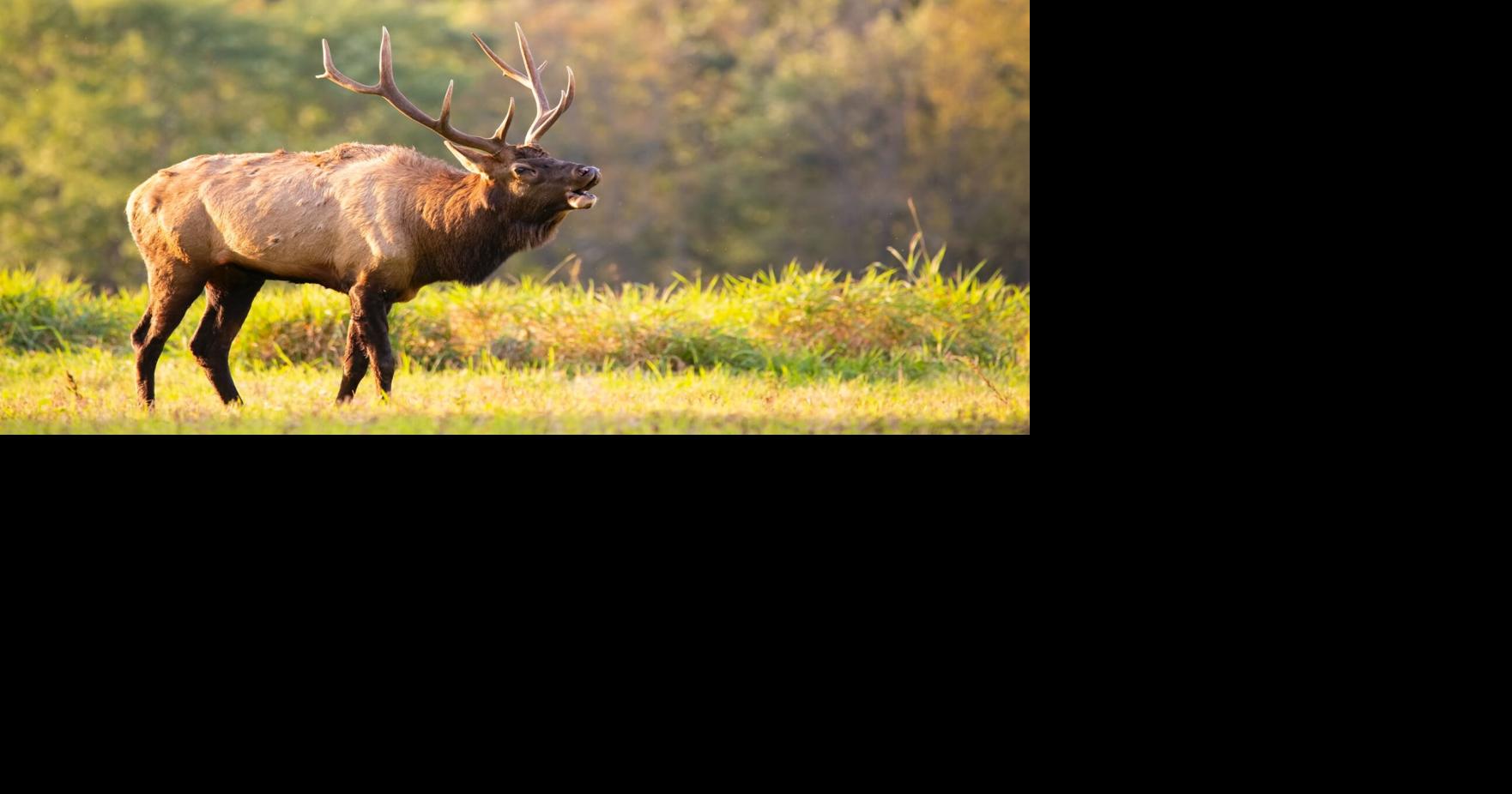 West Virginia's Elk Herd Slowly Grows as Young Animals Dominate | WV ...