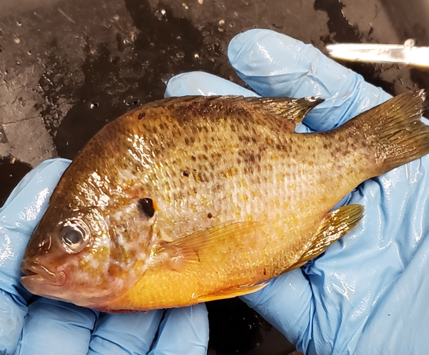 WVU researchers detect traces of heart meds in fish from W.Va. rivers ...