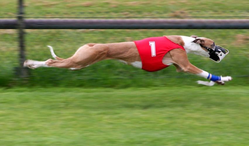 Capito raises concerns over Farm Bill amendment ending greyhound racing ...