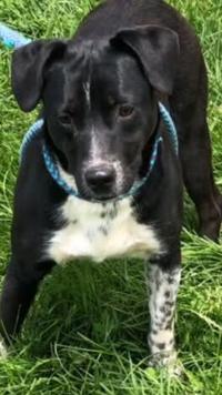 Four-legged friend | | wvnews.com