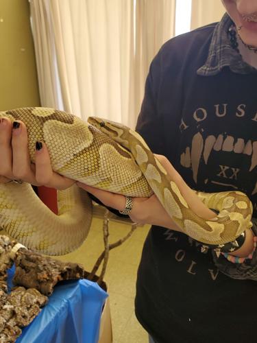 Snake handling | | wvnews.com