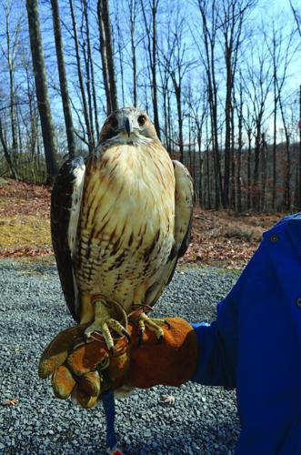Birds of prey fly high at the WV Raptor Rehabilitation Center | NCWV ...